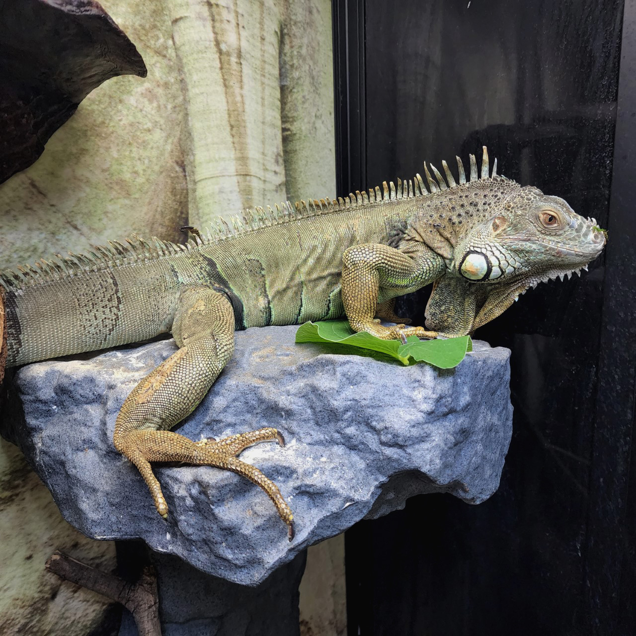 BioTrek welcomes new iguana, Galileo - The Poly Post