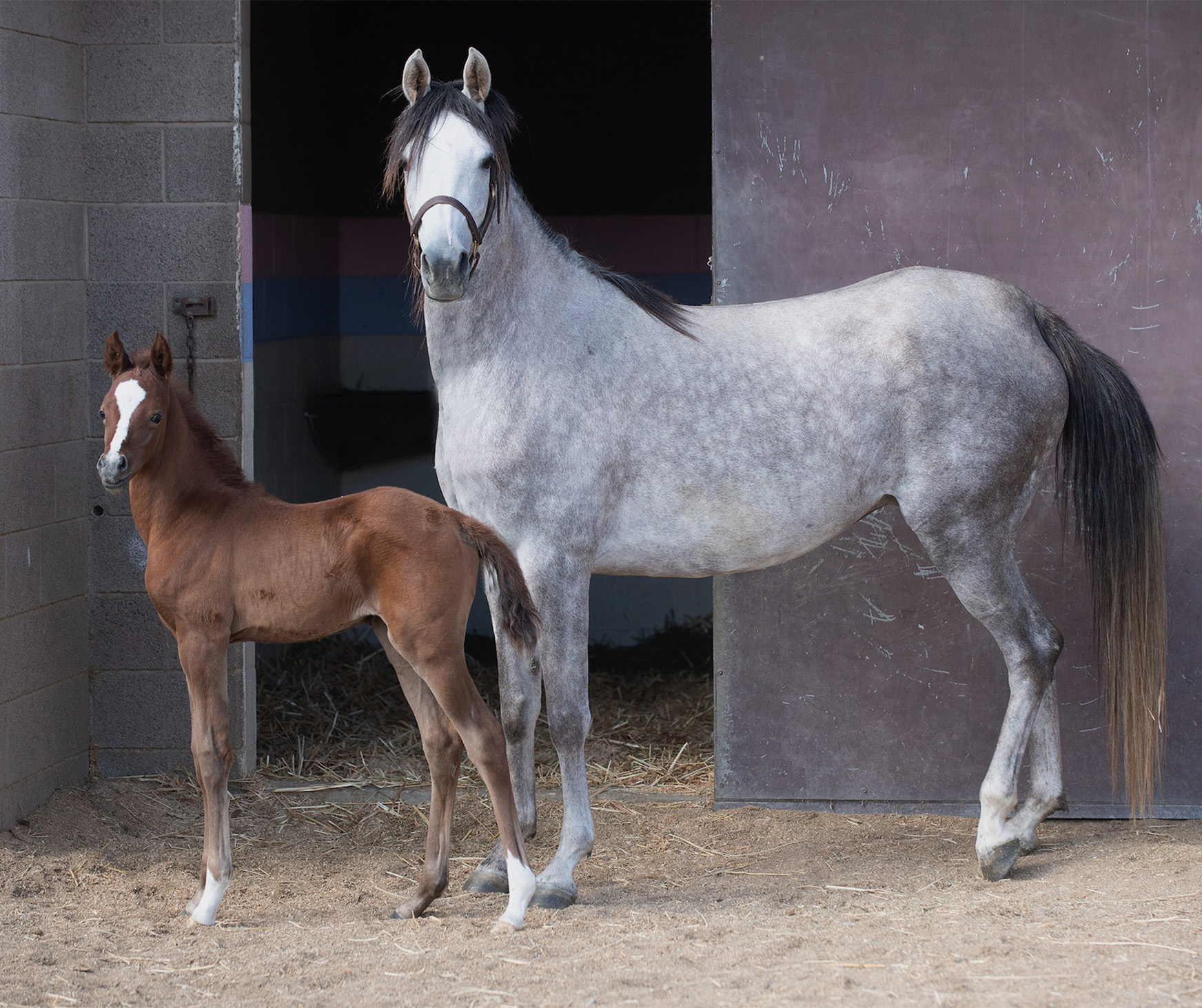 Maybe they're 'barn' with it; CPP welcome 3 new foals - The Poly Post
